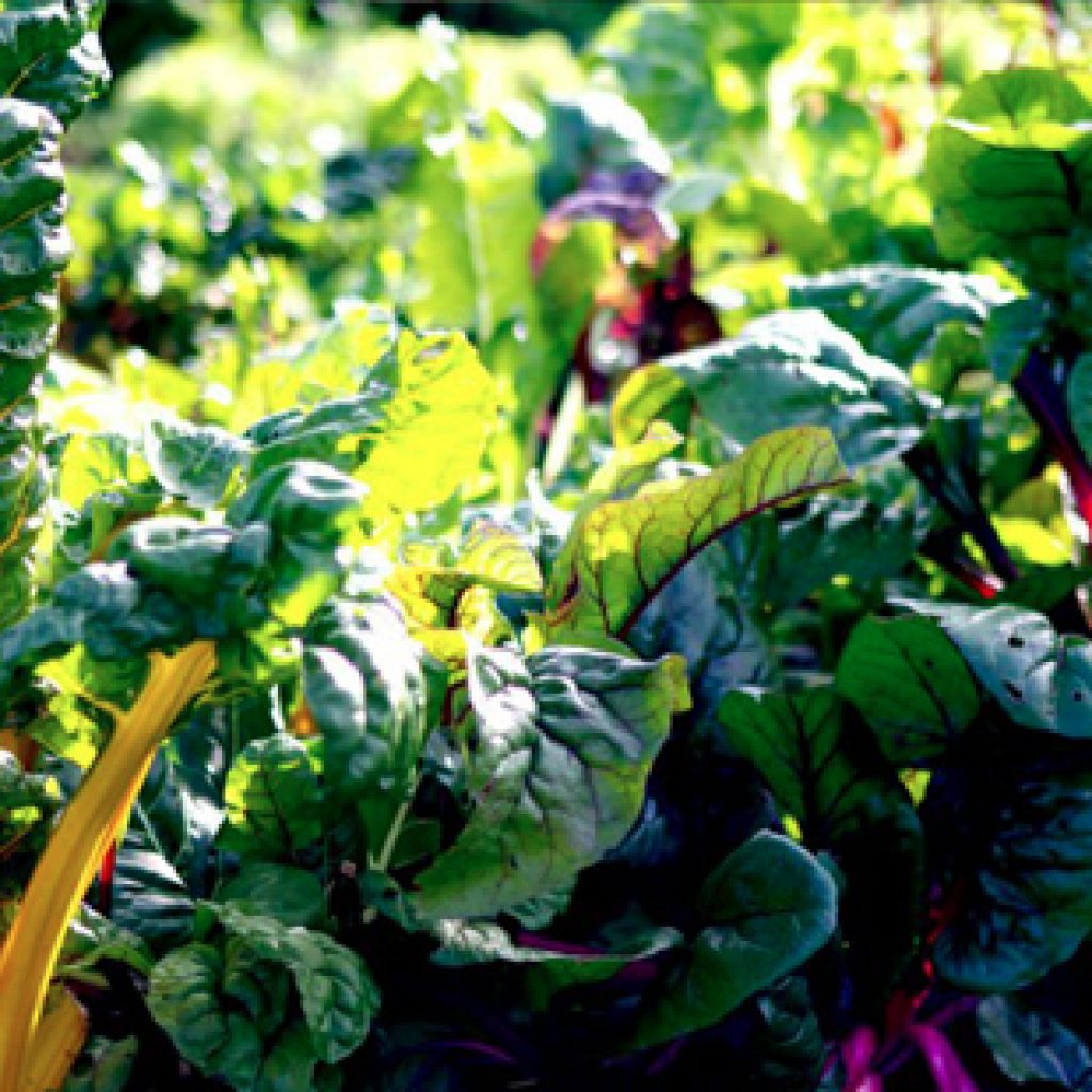garden-leaves - Laverstoke Park Farm