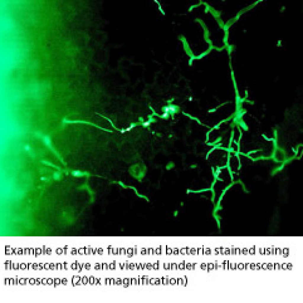 photo_lab_active_bacteria - Laverstoke Park Farm